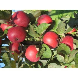 Fruit Snacks® All Red™ Columnar Apple, Monrovia Plant
