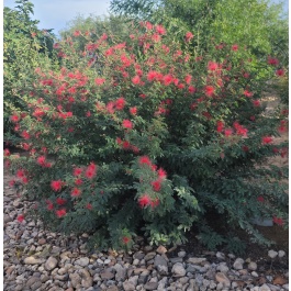 Mexicali Rose Fairy Duster, Calliandra x californica 'Mexicali Rose' PPAF