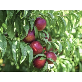 Garden Delight Miniature Nectarine, Monrovia Plant