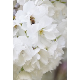 Mount Fuji Japanese Flowering Cherry, Prunus serrulata 'Mount Fuji'