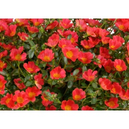 Mega Pazzaz™ Red Purslane, Portulaca oleracea, Monrovia Plant