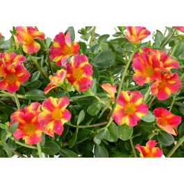 Mega Pazzaz™ Pink Twist Purslane, Portulaca oleracea, Monrovia Plant