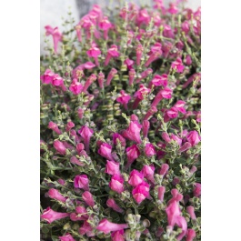 Pink Texas Skullcap, Scutellaria suffrutescens, Monrovia Plant