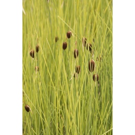 Miniature Cattail, Typha minima, Monrovia Plant