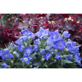 Sentimental Blue Balloon Flower, Platycodon grandiflorus 'Sentimental Blue'