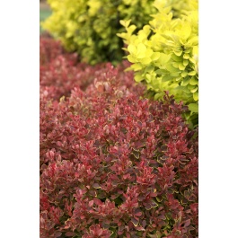 Golden Ruby® Barberry, Berberis thunbergii 'Goruzam', Monrovia Plant