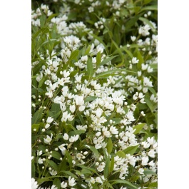 Dwarf Nikko Deutzia, Deutzia gracilis 'Nikko', Monrovia Plant
