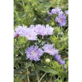 Blue Danube Stokes' Aster, Stokesia laevis 'Blue Danube', Monrovia Plant