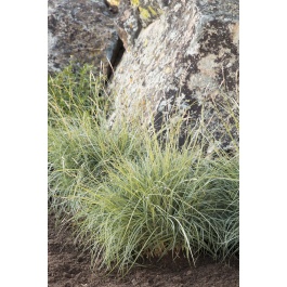 Blue Sedge, Carex glauca, Monrovia Plant
