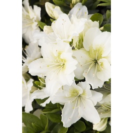 Kimono™ May Snow Azalea, Azalea x 'Maishchnee', Monrovia Plant