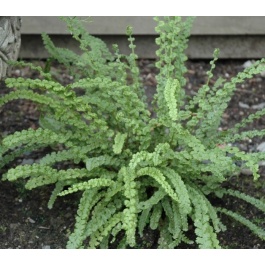 Tatting Fern, Athyrium filix femina 'Frizelliae', Monrovia Plant