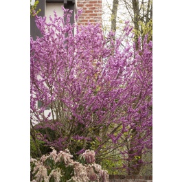 Avondale Redbud, Cercis chinensis 'Avondale', Monrovia Plant