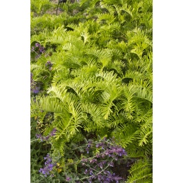 Spreading Japanese Plum Yew, Cephalotaxus harringtonia 'Prostrata'