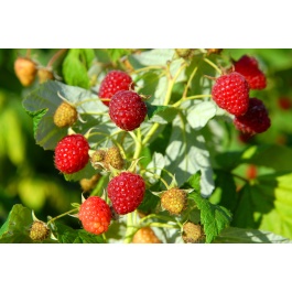 Heritage Raspberry, Rubus idaeus var. strigosus 'Heritage', Monrovia Plant