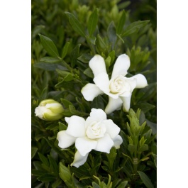 Miniature Gardenia (Grafted), Gardenia jasminoides 'Radicans' (Grafted)