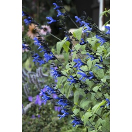 Black & Blue Salvia, Salvia guaranitica 'Black & Blue', Monrovia Plant