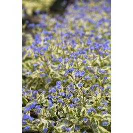 Variegated Brunnera, Brunnera macrophylla 'Variegata', Monrovia Plant