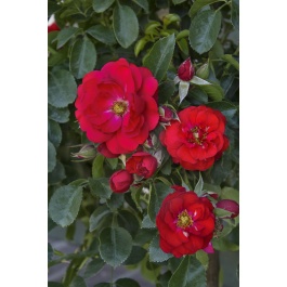 Flower Carpet® Scarlet Rose, Rosa x 'NOA83100B', Monrovia Plant
