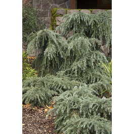 Feelin' Blue Deodar Cedar, Cedrus deodara 'Feelin' Blue', Monrovia Plant