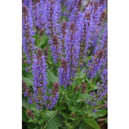Sallyrosa™ April Night Meadow Sage, Monrovia Plant