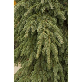 Weeping White Spruce, Picea glauca 'Pendula', Monrovia Plant