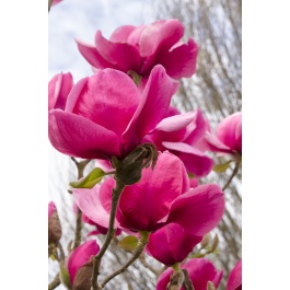 Felix® Magnolia, Magnolia x 'JURmag2' PPAF, Monrovia Plant