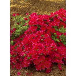 Hino-Crimson Azalea, Azalea x 'Hino-Crimson' (Kurume hybrid)