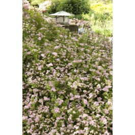 Little Princess Spirea, Spiraea japonica 'Little Princess', Monrovia Plant