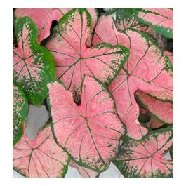 Pink Splash Caladium, Caladium 'Pink Splash' PP #23,792, Monrovia Plant