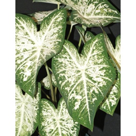 White Cap Caladium, Caladium 'White Cap' PP #23,815, Monrovia Plant
