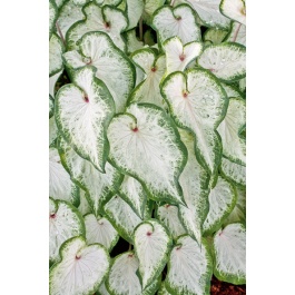 White Delight Caladium, Caladium 'White Delight' PP #21,216, Monrovia Plant
