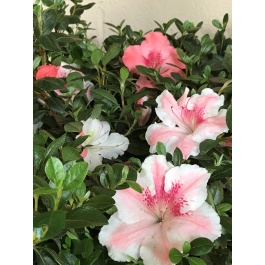 Getsutoku Azalea, Azalea x 'Getsutoku' (Satsuki hybrid), Monrovia Plant