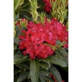 Jean Marie De Montague Rhododendron, Monrovia Plant