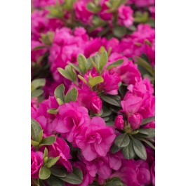 Happy Days Pink Azalea, Azalea indica 'Happy Days Pink', Monrovia Plant