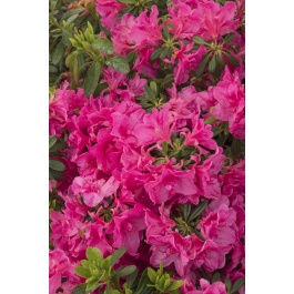 Rose Glow Azalea, Azalea indica 'Rose Glow', Monrovia Plant