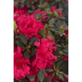 Red Ruffles Azalea, Azalea x 'Red Ruffles' (Rutherfordiana hybrid)