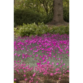 Firewitch Dianthus, Dianthus gratianopolitanus 'Firewitch', Monrovia Plant