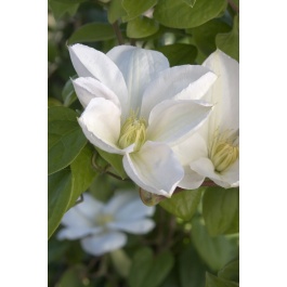 White Flowering Clematis, Clematis lanuginosa 'Candida', Monrovia Plant