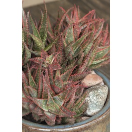 Christmas Carol Aloe, Aloe 'Christmas Carol', Monrovia Plant