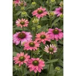 Evolution™ Colorific™ Coneflower, Monrovia Plant