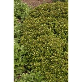 Little Rascal® Holly (Male), Ilex x meserveae 'Mondo', Monrovia Plant