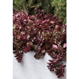 Voodoo Stonecrop, Sedum spurium 'Voodoo', Monrovia Plant