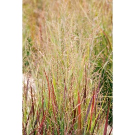 Heavy Metal Blue Switch Grass, Panicum virgatum 'Heavy Metal'