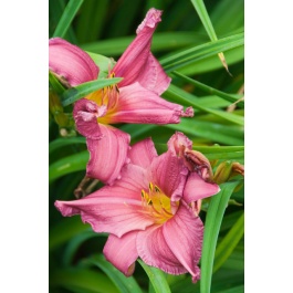Summer Wine Daylily, Hemerocallis x 'Summer Wine', Monrovia Plant