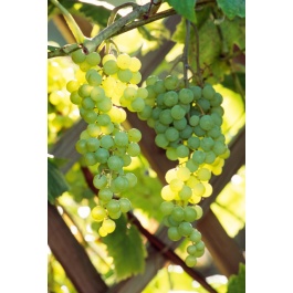 Himrod Grape, Vitis labrusca 'Himrod', Monrovia Plant