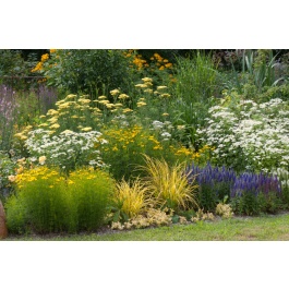 First Glory Veronica, Veronica longifolia 'Alllord' PP #23,294