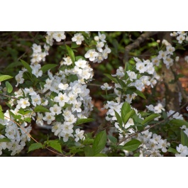 Sargent Crabapple, Malus sargentii, Monrovia Plant