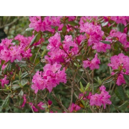Landmark Rhododendron, Rhododendron x 'Landmark', Monrovia Plant