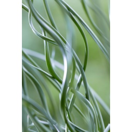 Big Twister Rush, Juncus effusus 'Big Twister', Monrovia Plant