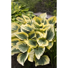 Liberty Hosta, Hosta x 'Liberty', Monrovia Plant